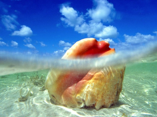 Queen Conch – A Bahamian delicacy | Jump - Sail - Dive